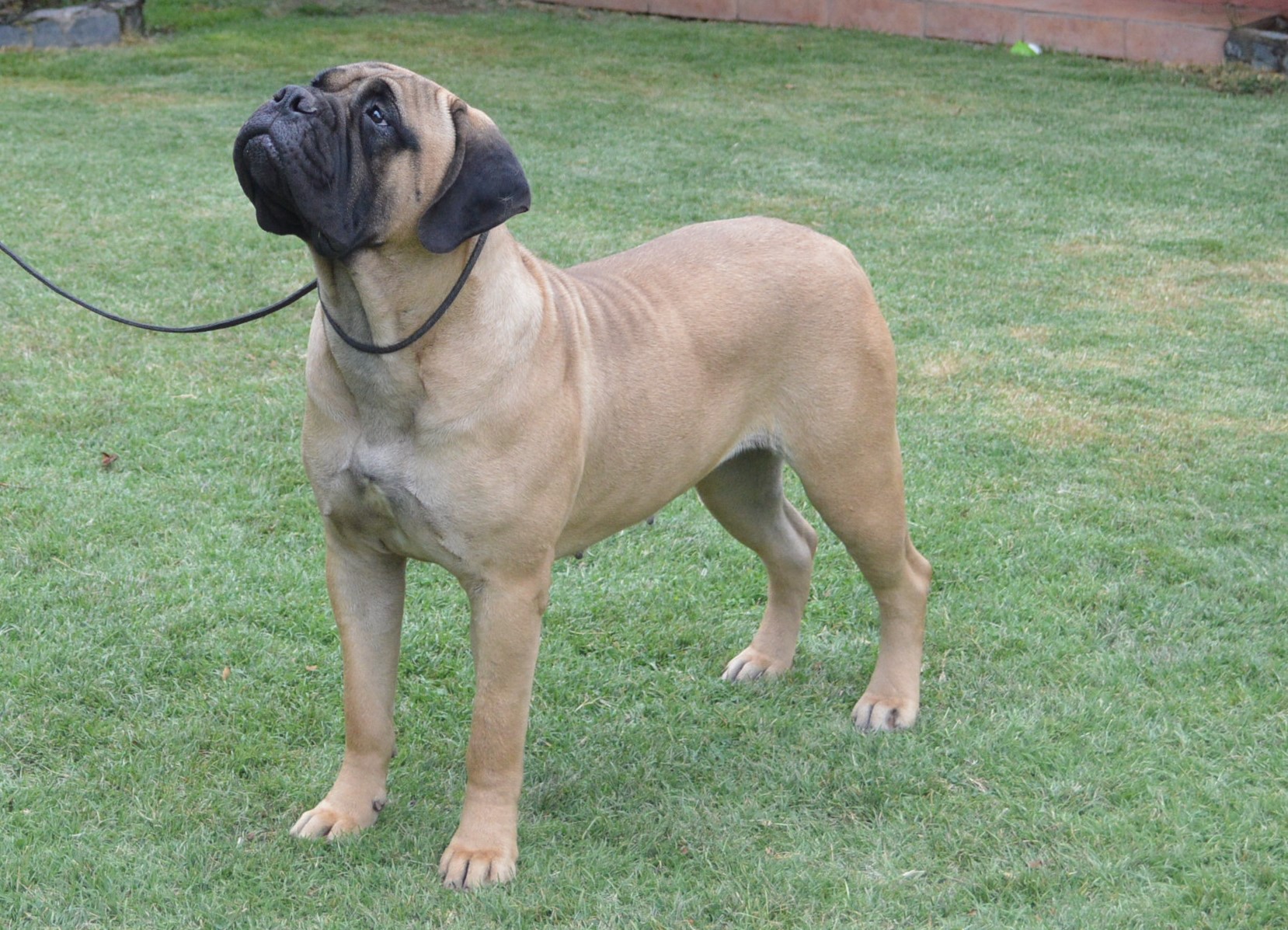 Bullmastiff, el mejor perro guardián - Furabulls